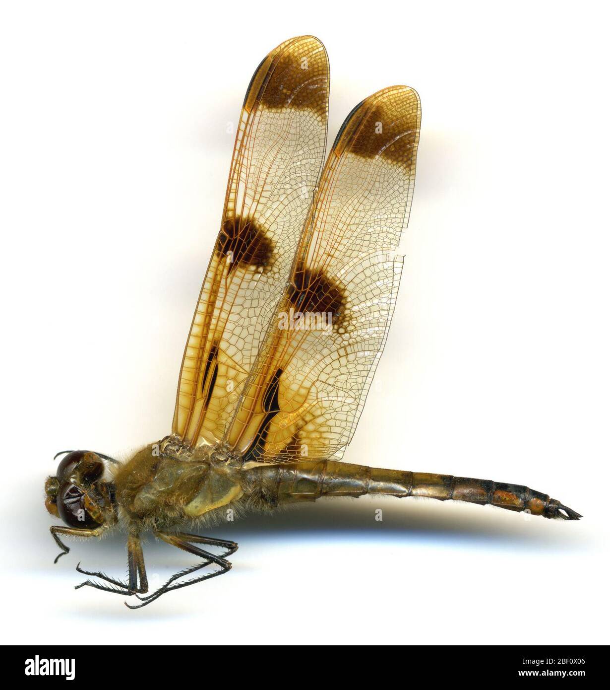 Libellula semifasciata hi-res stock photography and images - Alamy