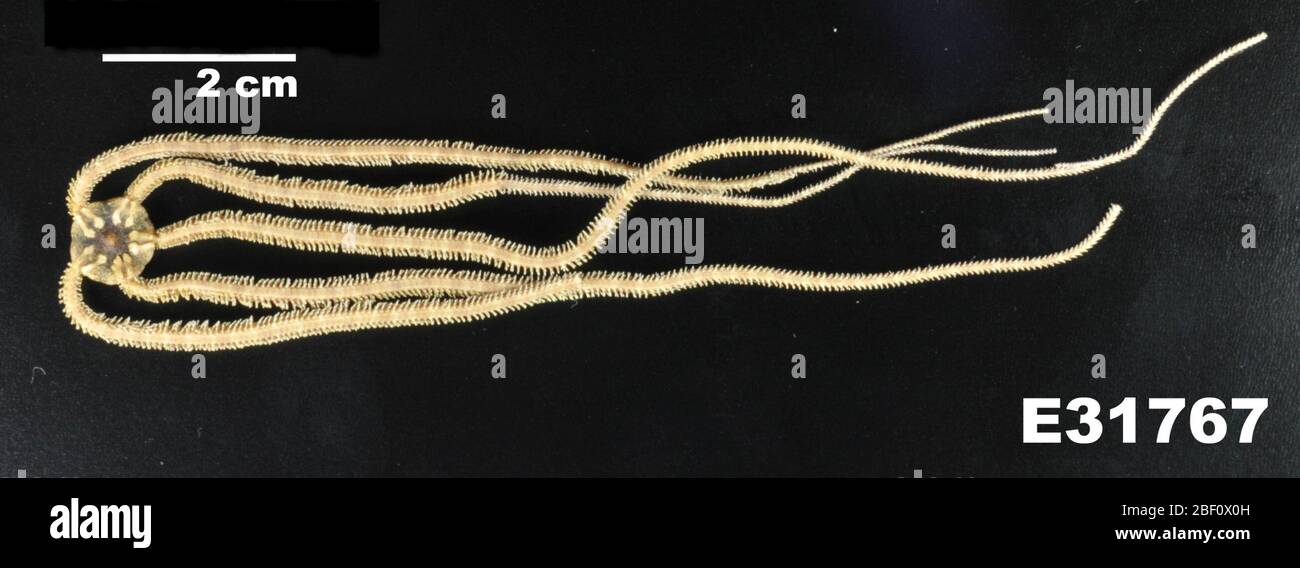 Riisei hi-res stock photography and images - Alamy