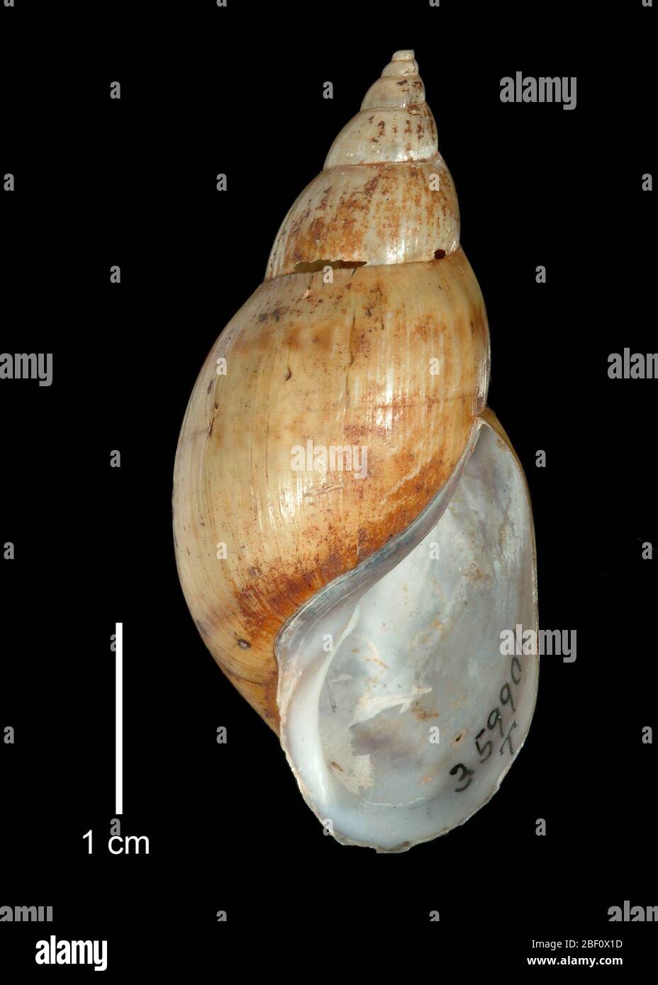 Chilina hi-res stock photography and images - Alamy