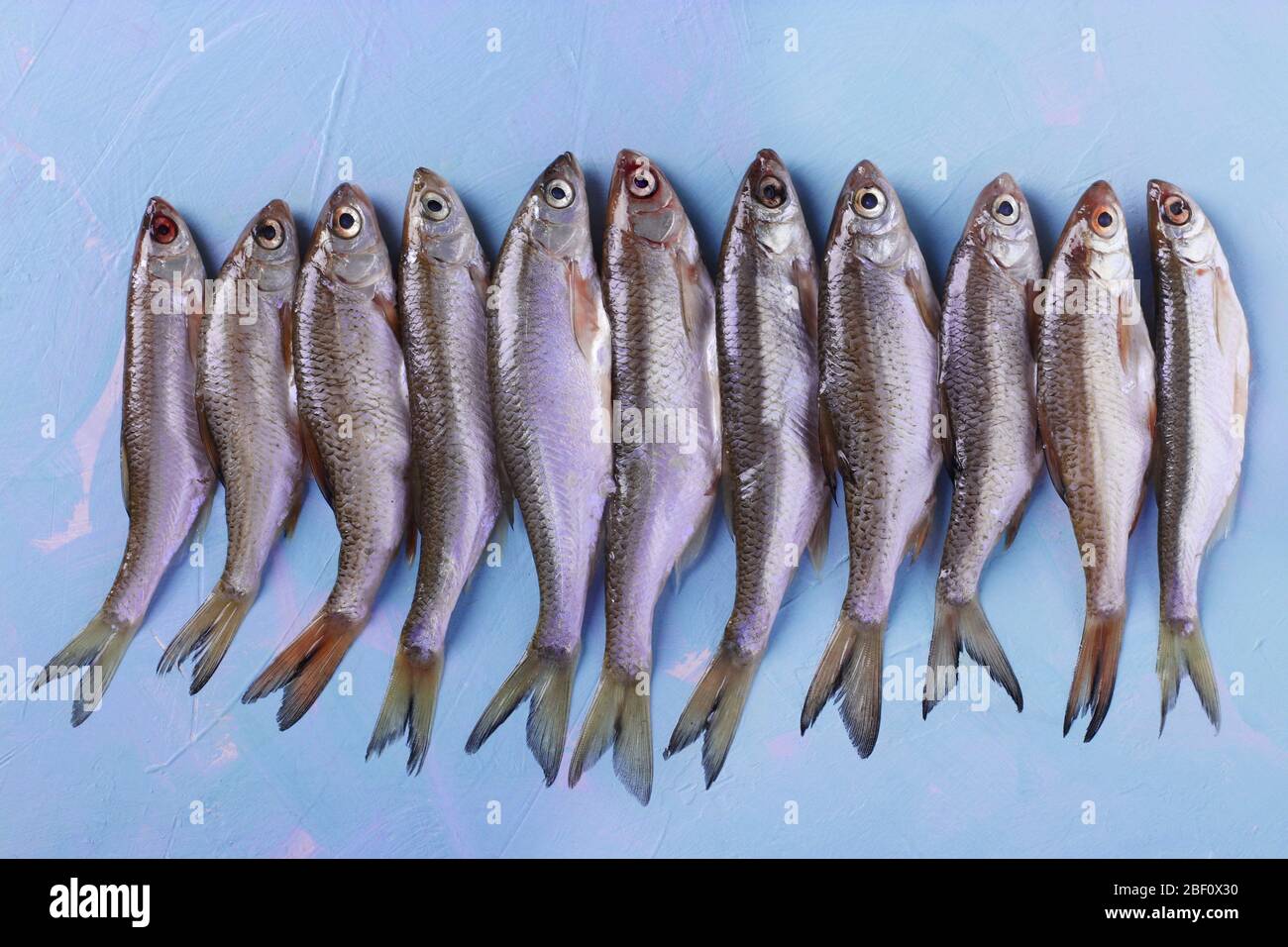 Pattern of small fish on a blue background, Top view, Horizontal format ...