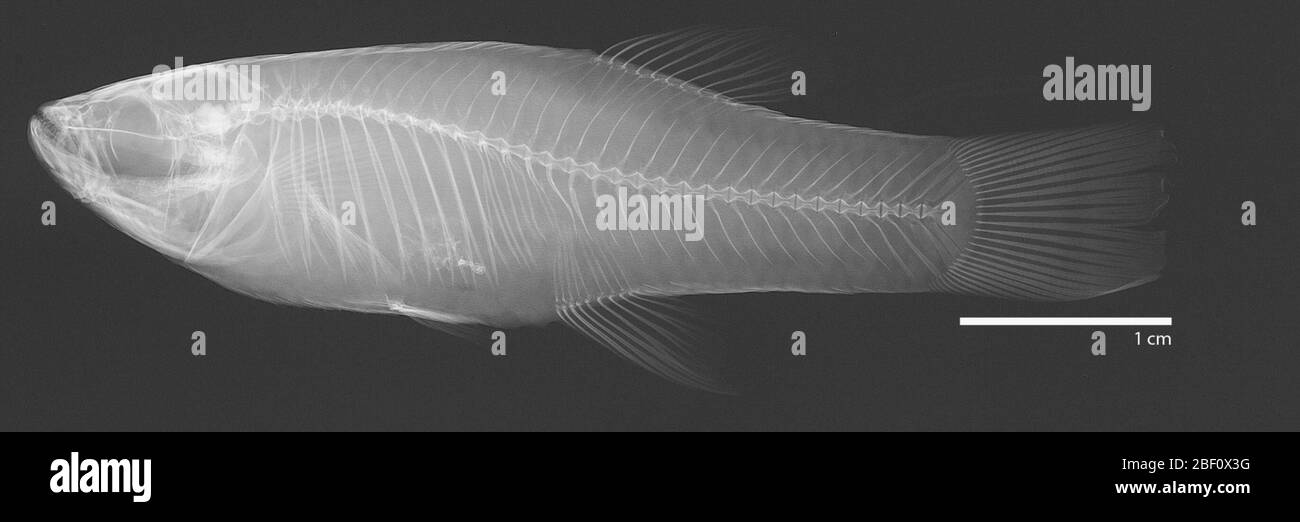 Annectens hi-res stock photography and images - Alamy