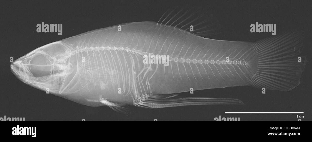 Annectens hi-res stock photography and images - Alamy