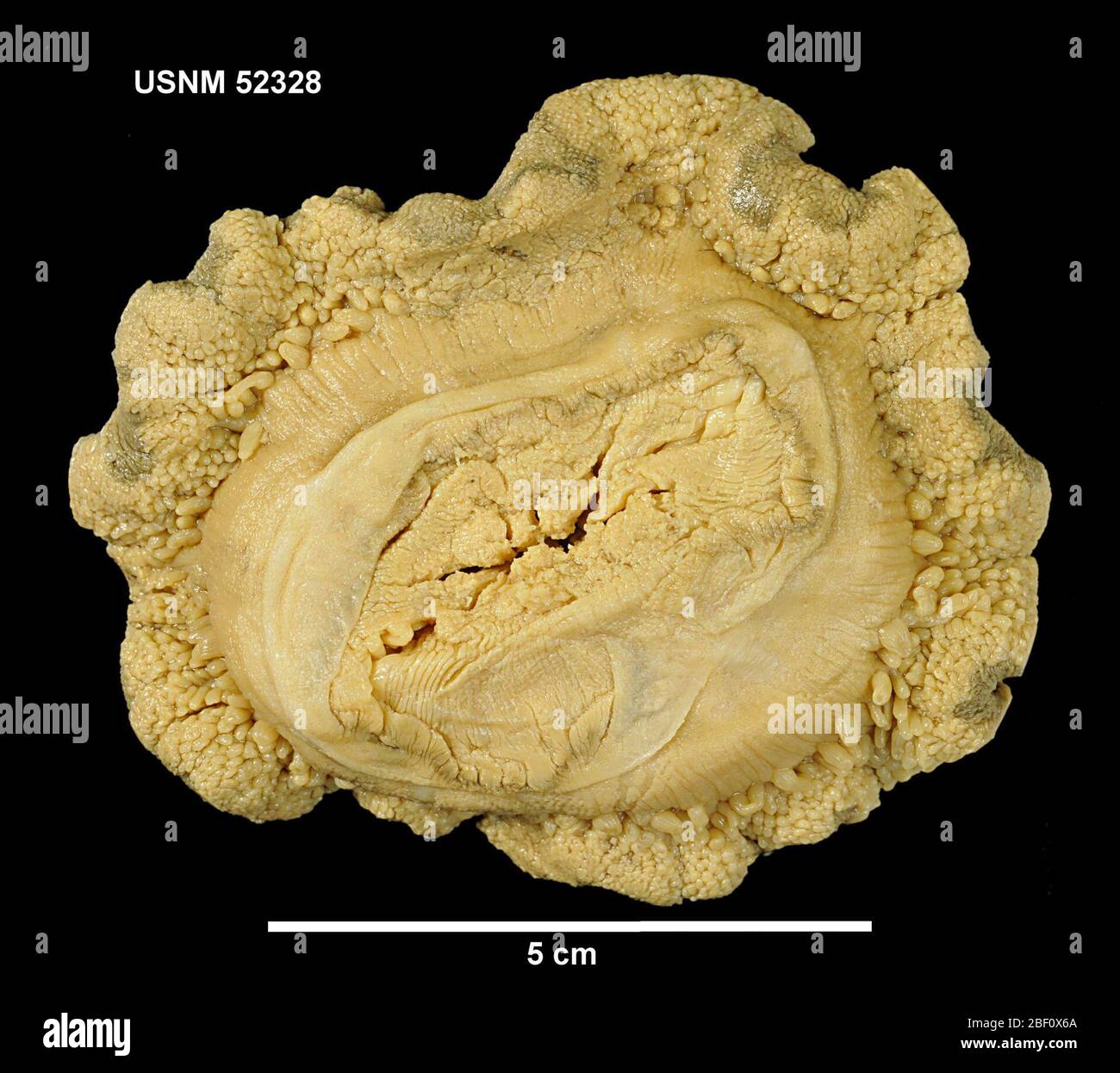 Achates hi-res stock photography and images - Alamy