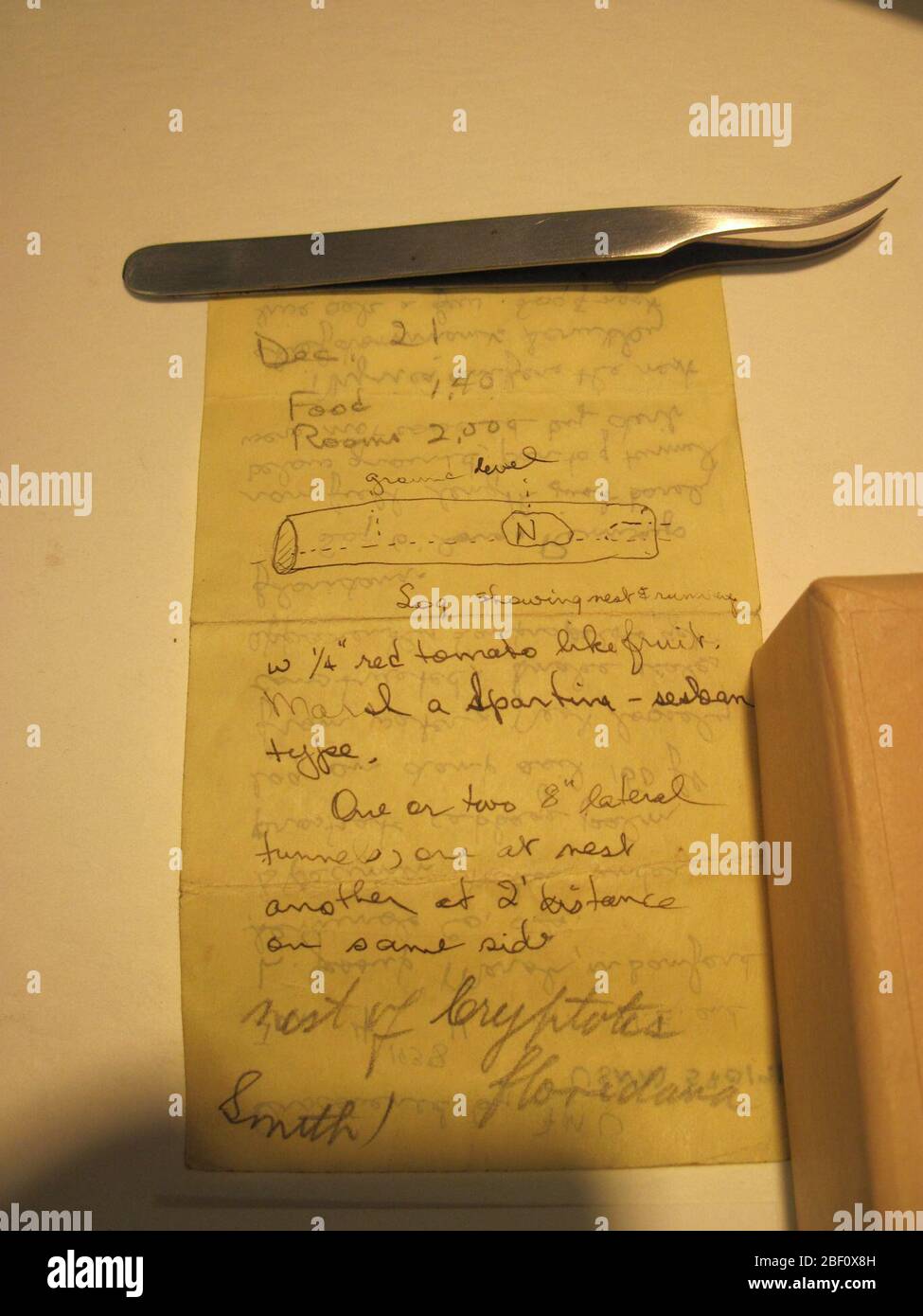 Cryptotis hi-res stock photography and images - Alamy