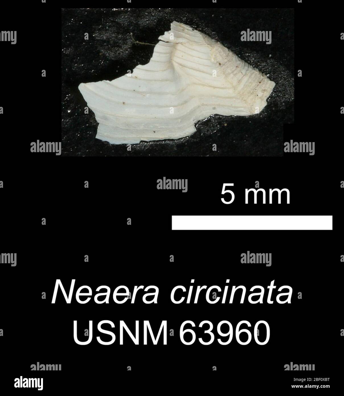 Circinata hi-res stock photography and images - Alamy