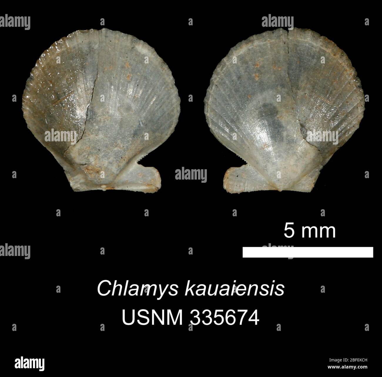 Kauaiensis hi-res stock photography and images - Alamy