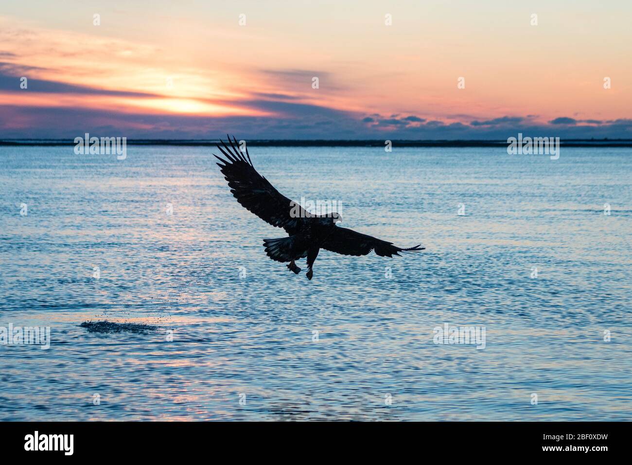 Bald eagle in flight sunset hi-res stock photography and images - Alamy