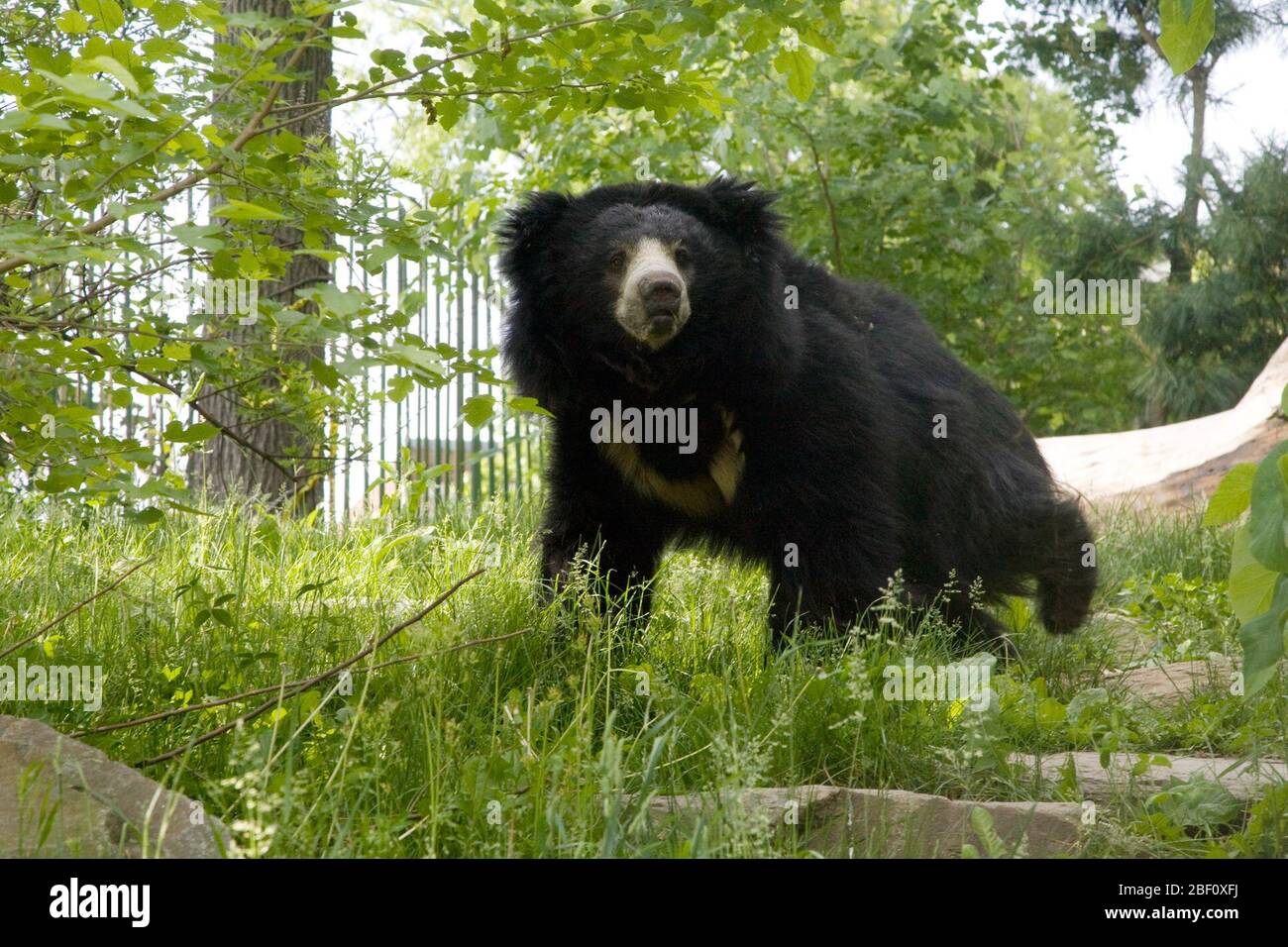 Sloth Bear. frankie,male,Species: ursinus,Genus: Melursus,Family ...
