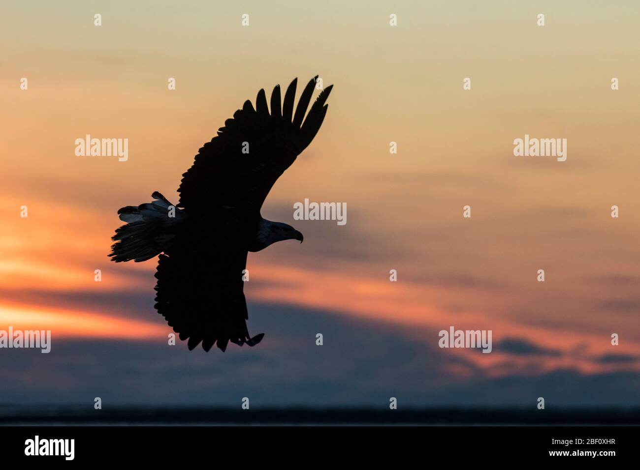 Bald eagle in flight sunset hi-res stock photography and images - Alamy
