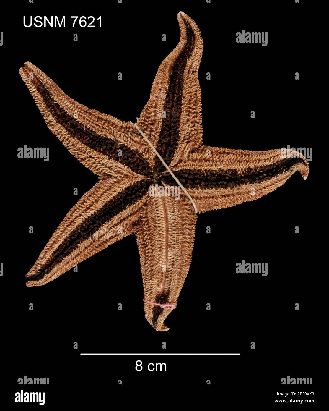 Rathbuni hi-res stock photography and images - Alamy