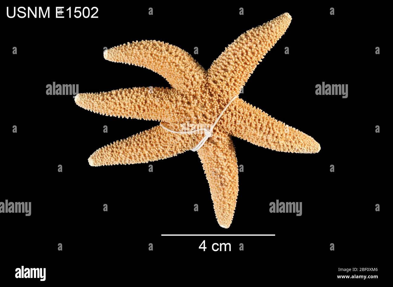 Alaskensis hi-res stock photography and images - Alamy