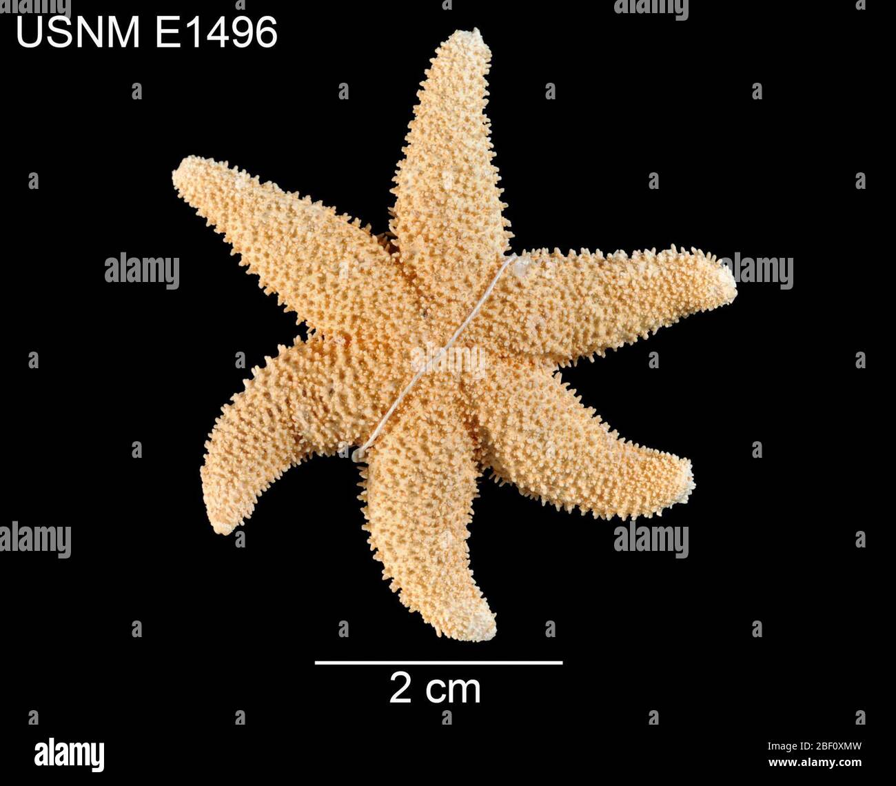 Leptasterias hi-res stock photography and images - Alamy