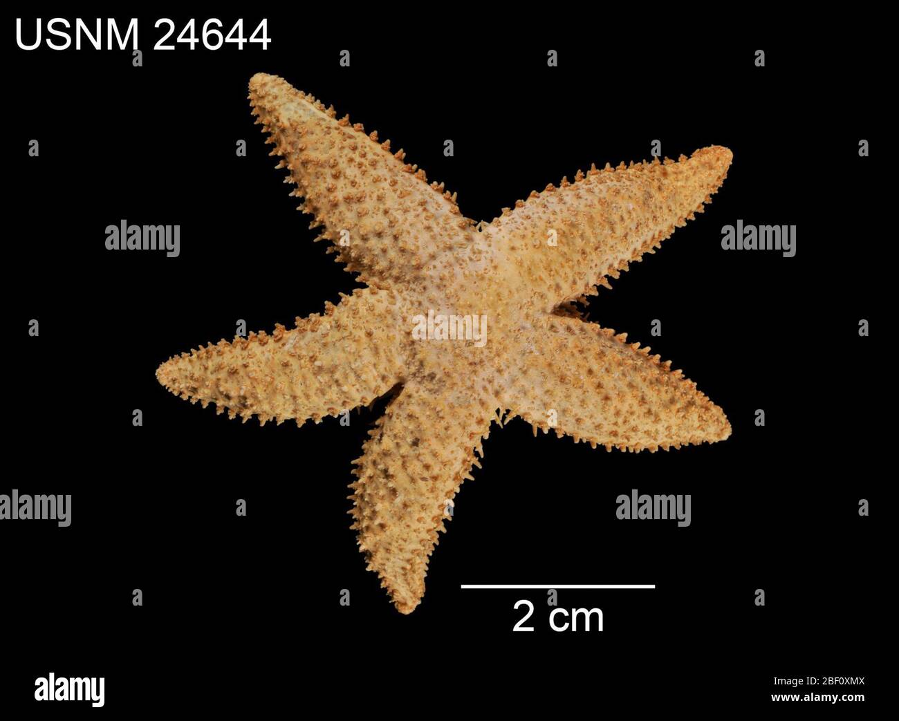 Austera hi-res stock photography and images - Alamy