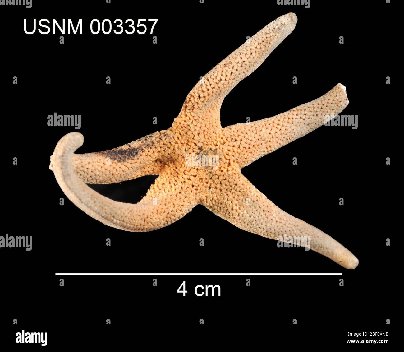 Linckia species hi-res stock photography and images - Alamy