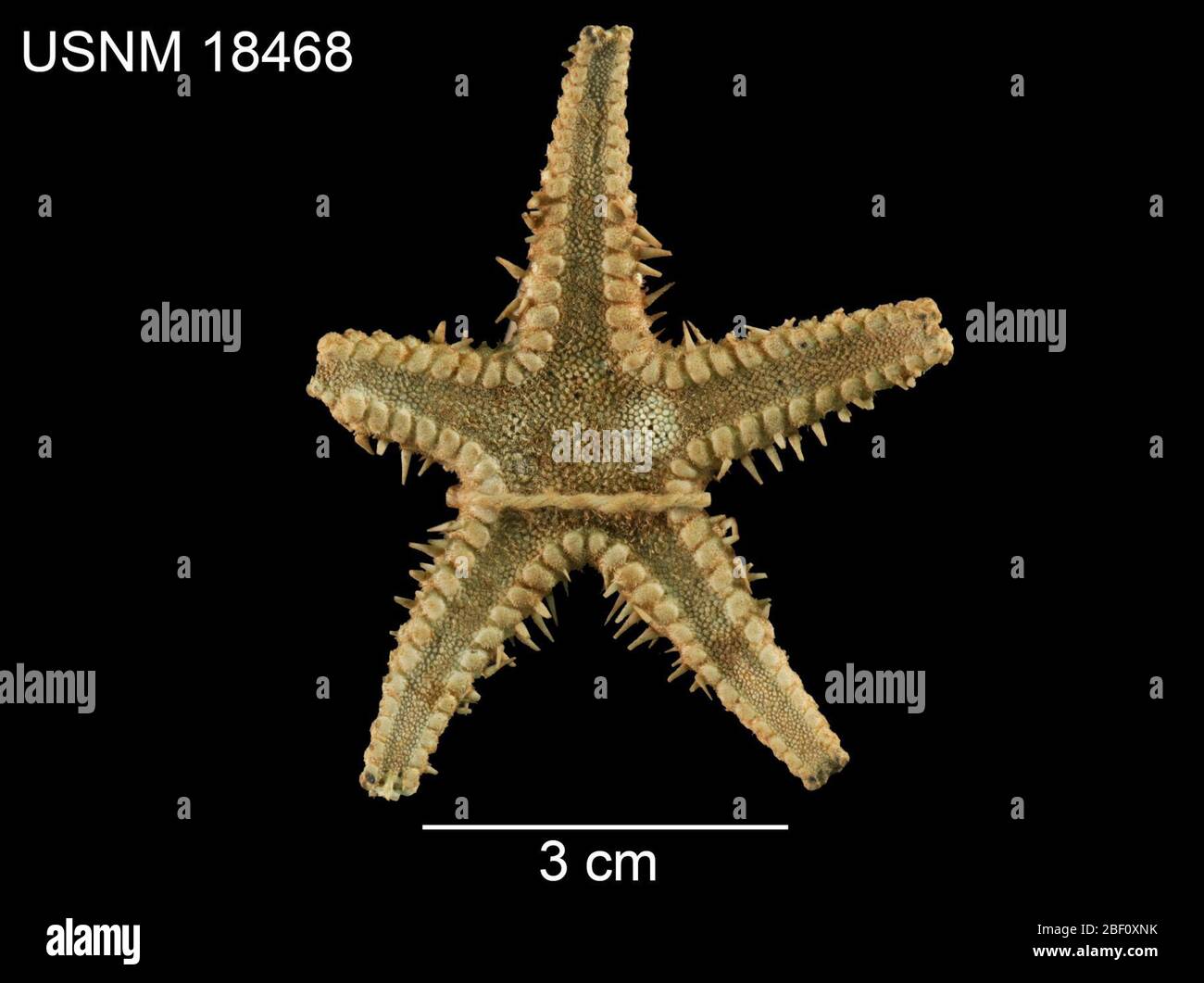 Pterasteridae hi-res stock photography and images - Alamy