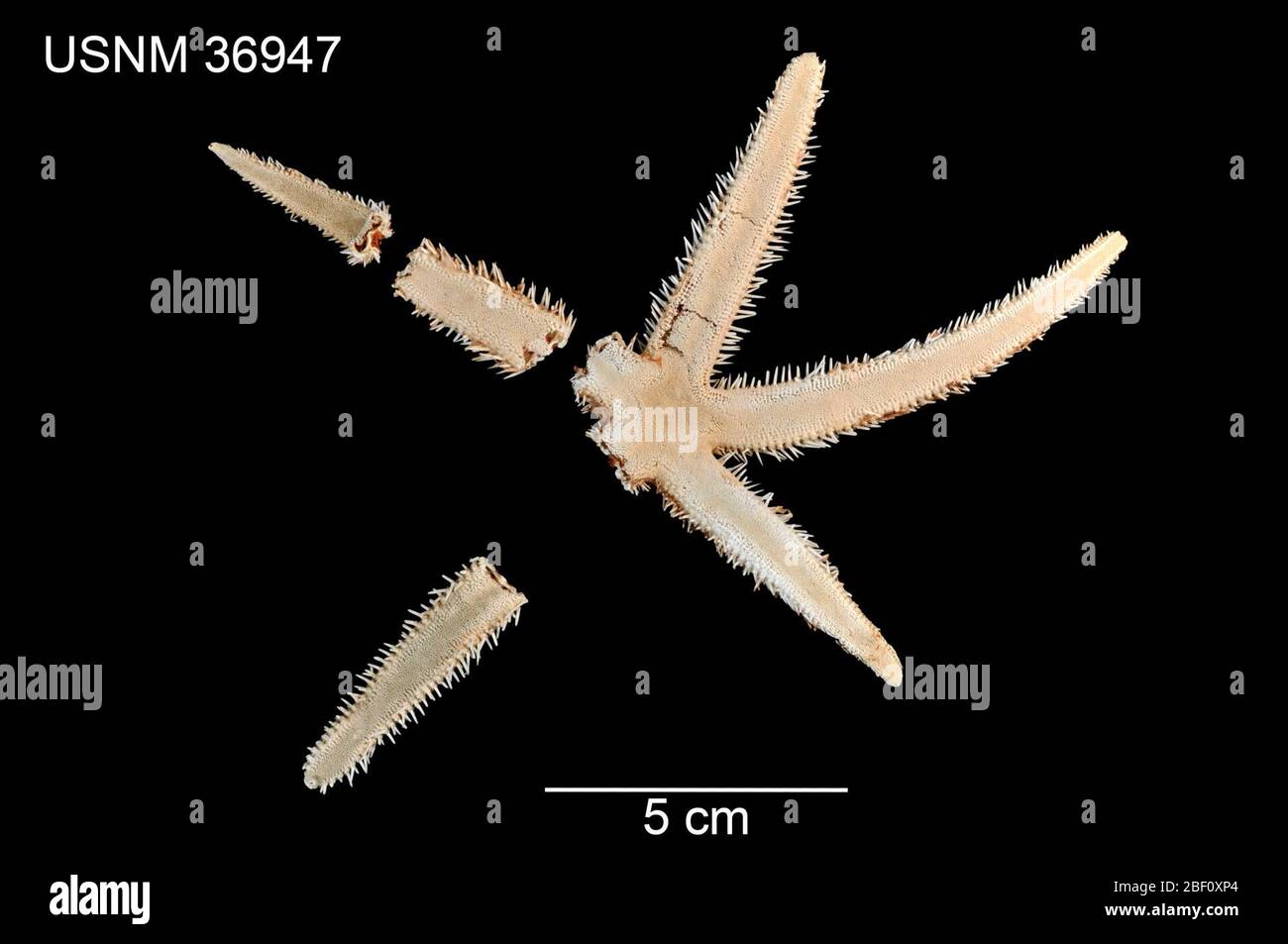 Luidia hi-res stock photography and images - Alamy