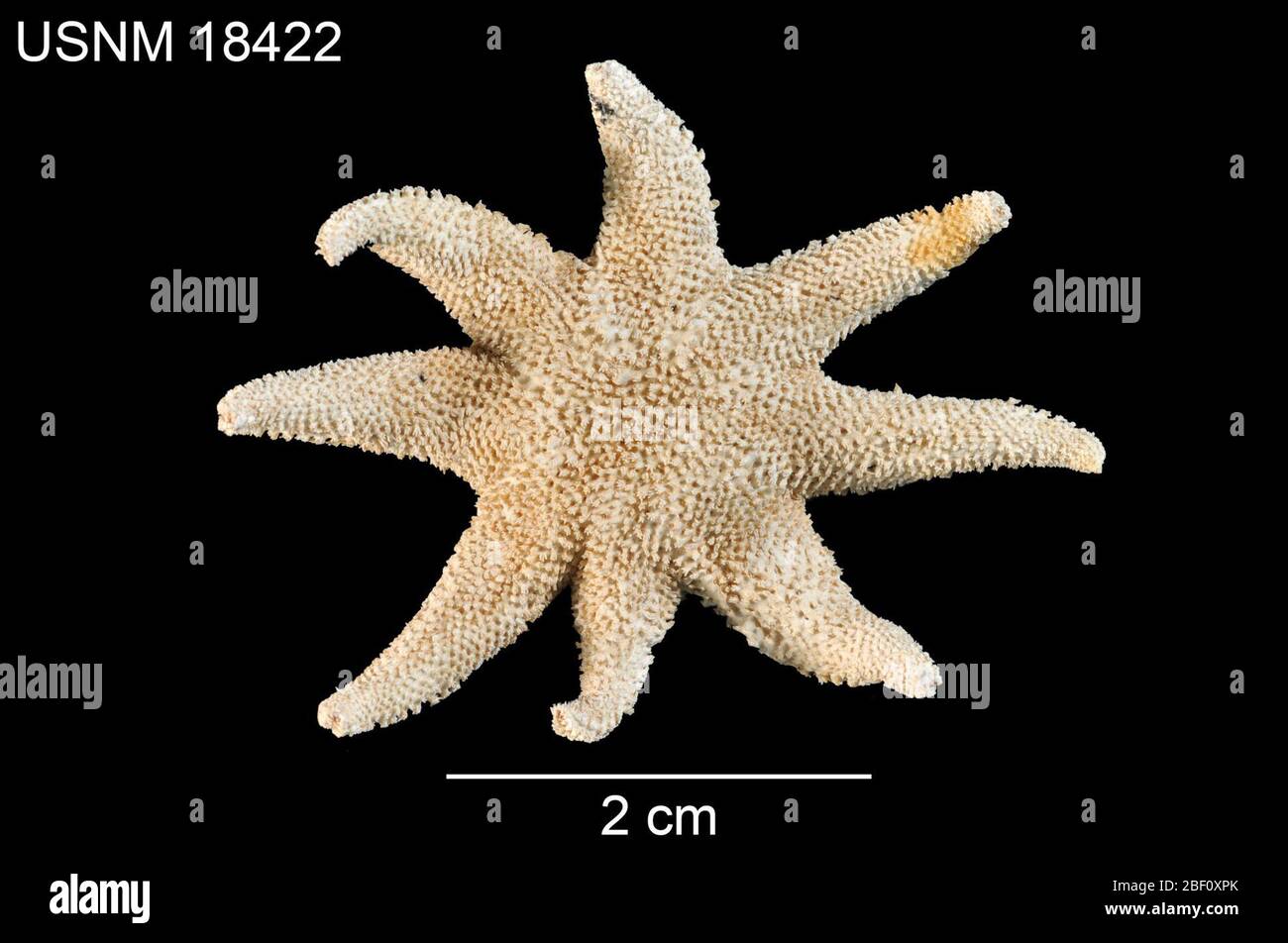 Solaster hi-res stock photography and images - Alamy