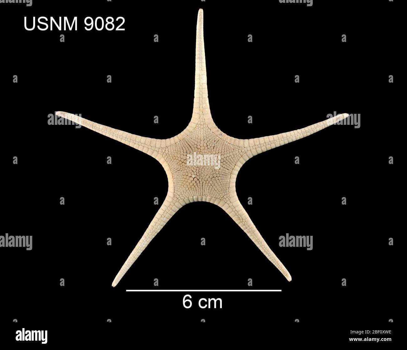 Archaster hi-res stock photography and images - Alamy