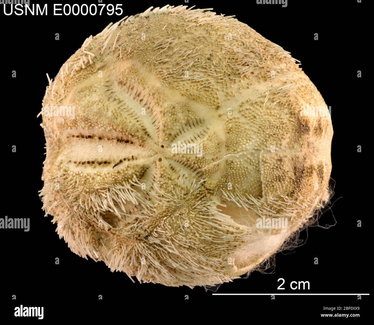 Rotundus hi-res stock photography and images - Alamy