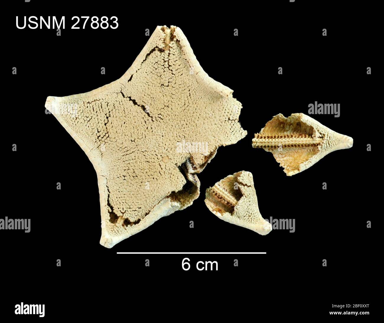 Ceramaster hi-res stock photography and images - Alamy