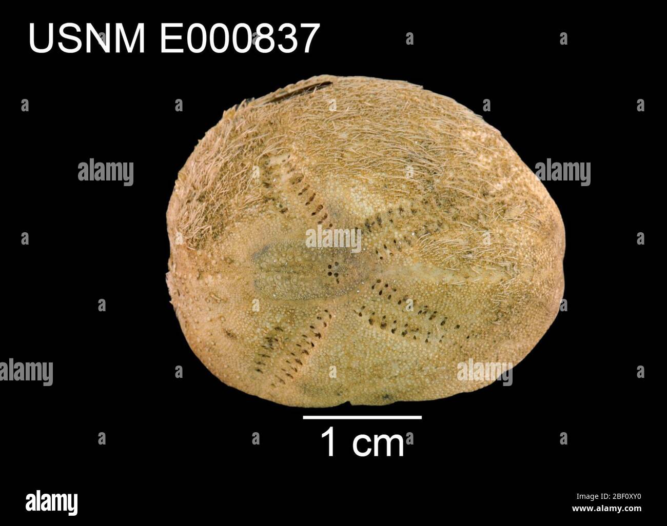 Echinocardium hi-res stock photography and images - Alamy