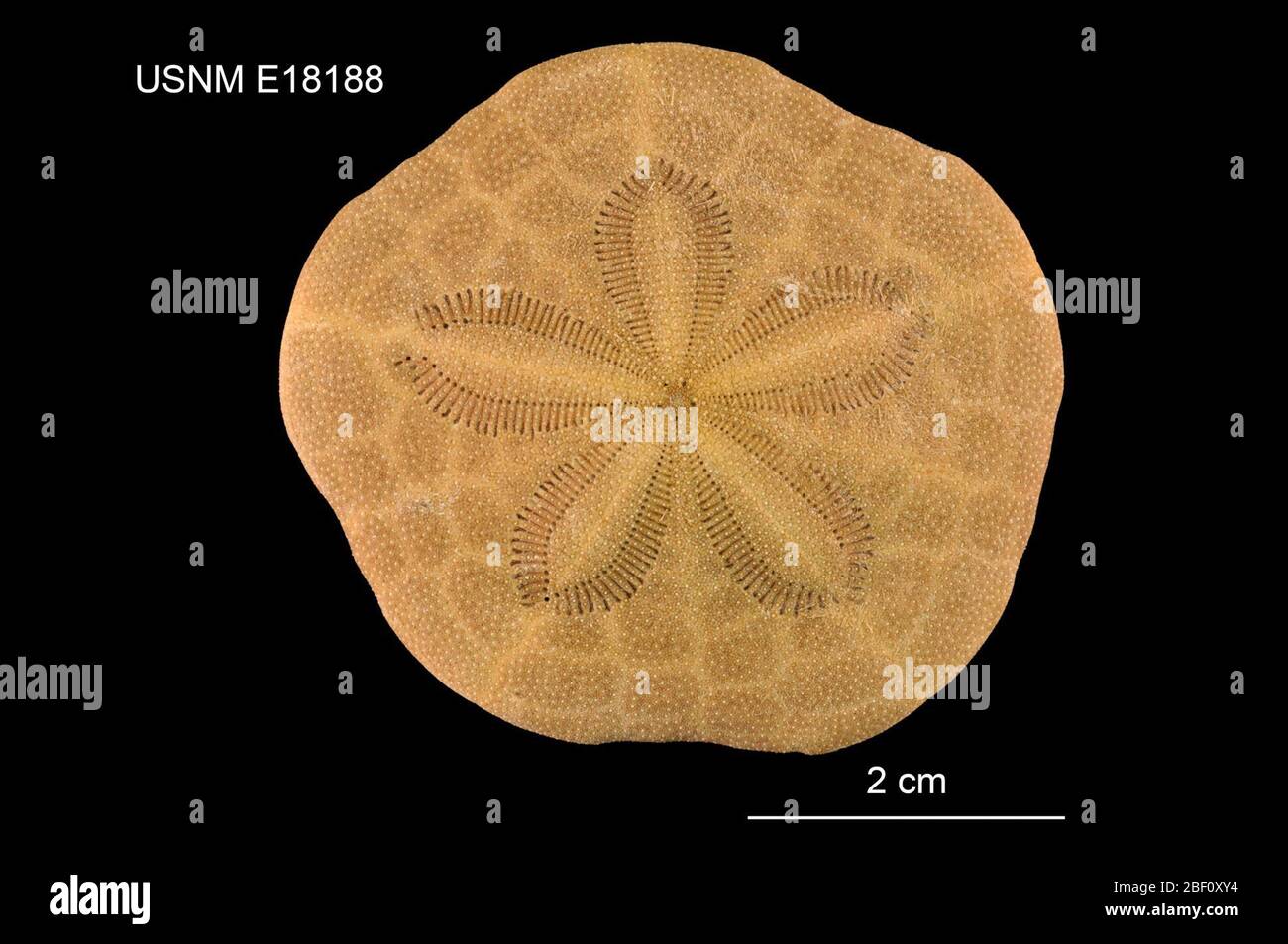 Kieri hi-res stock photography and images - Alamy