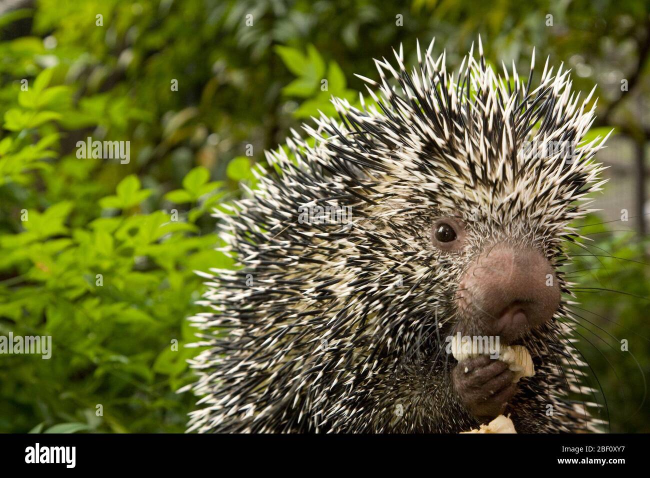 Coendu hi-res stock photography and images - Alamy