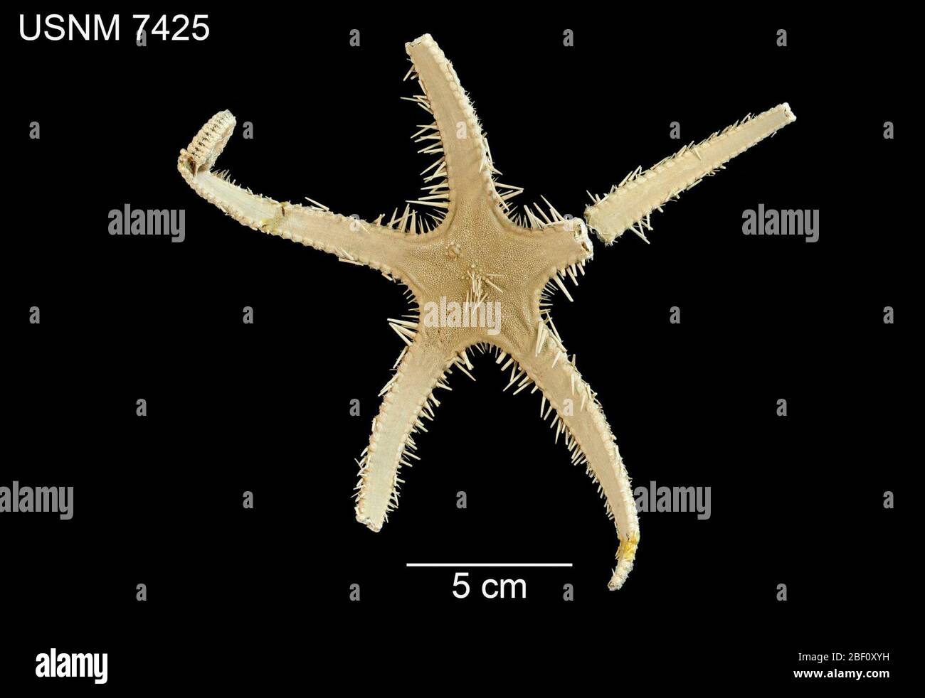 Cheiraster enoplus. 5 Nov 201421281 Stock Photo - Alamy