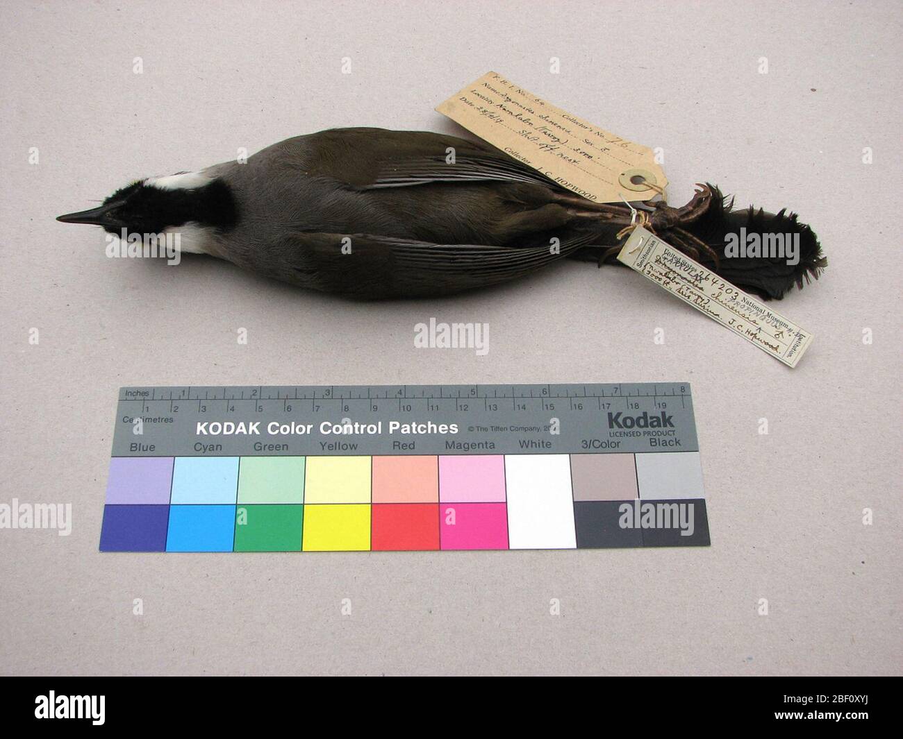 Garrulax chinensis hi-res stock photography and images - Alamy