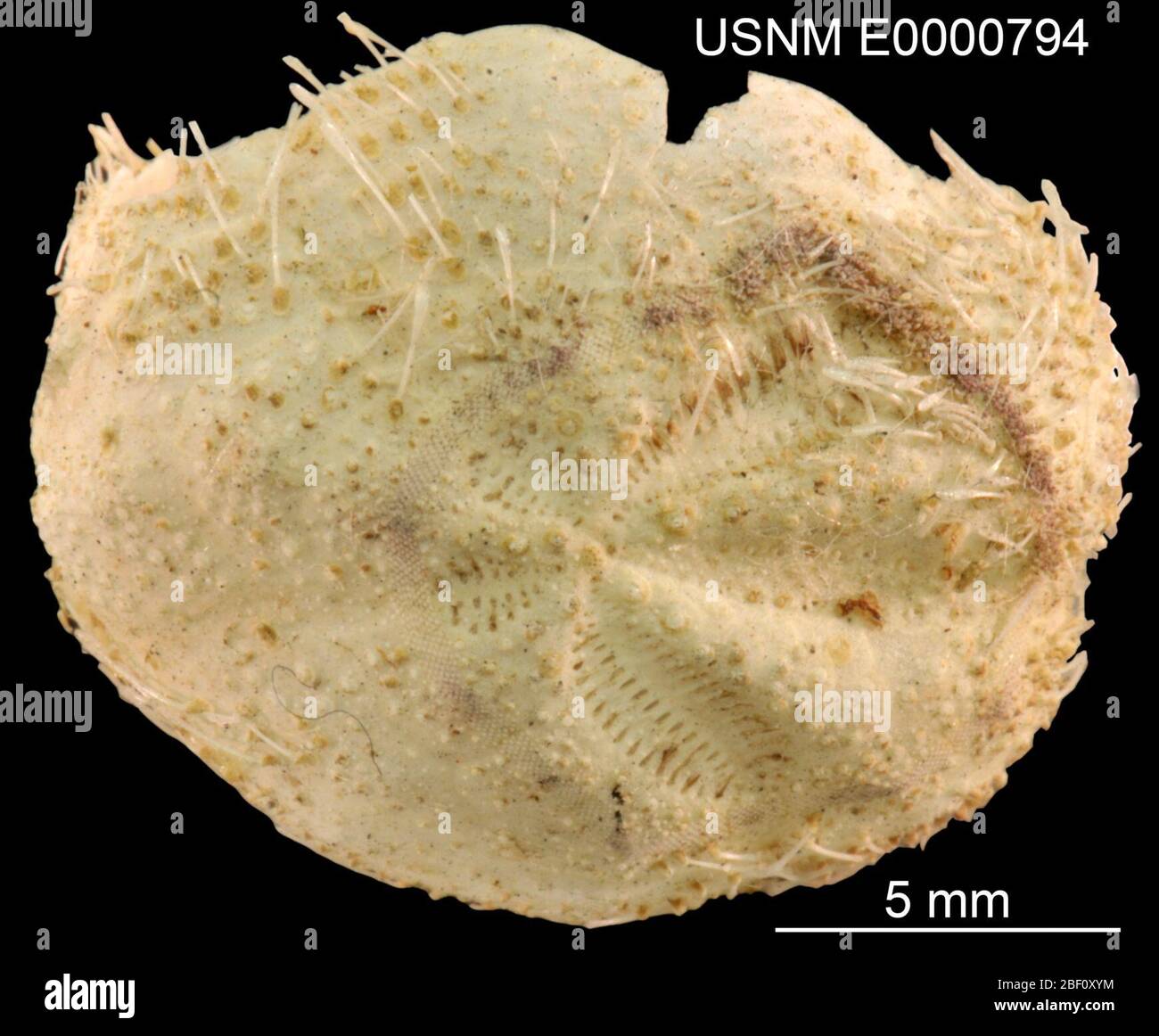 Echinoderm morphology hi-res stock photography and images - Alamy