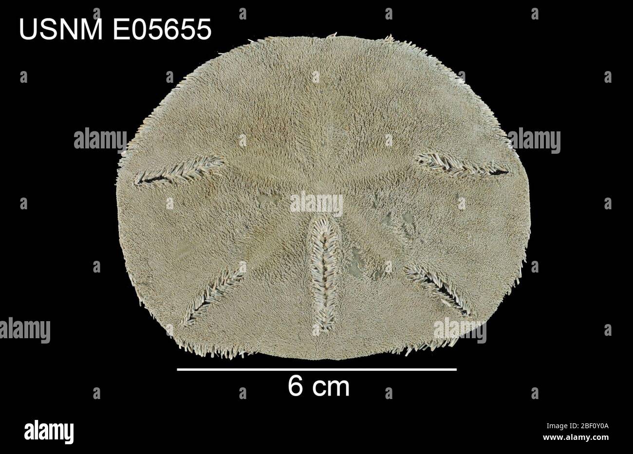 Mellita hi-res stock photography and images - Alamy