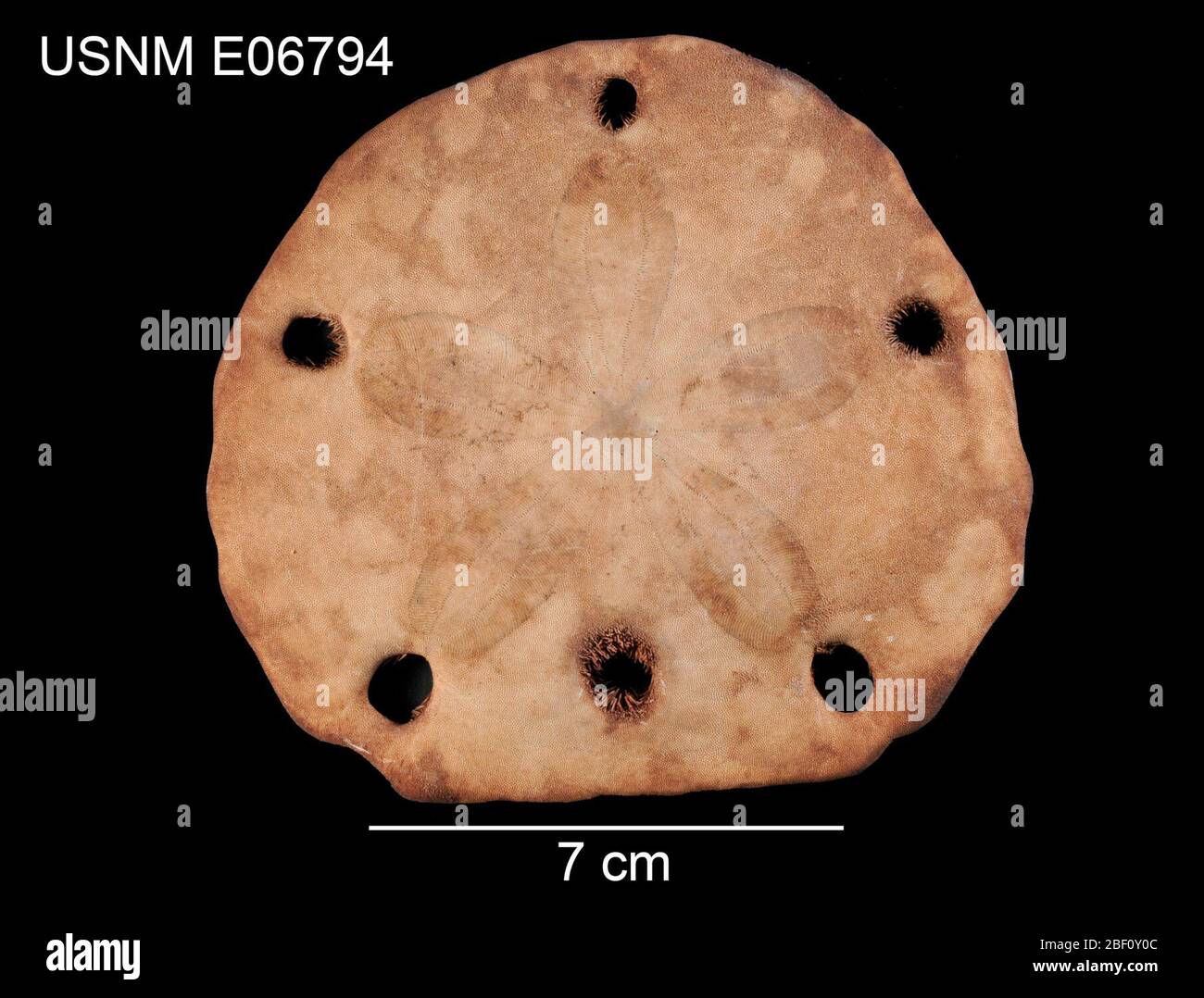 Encope hi-res stock photography and images - Alamy