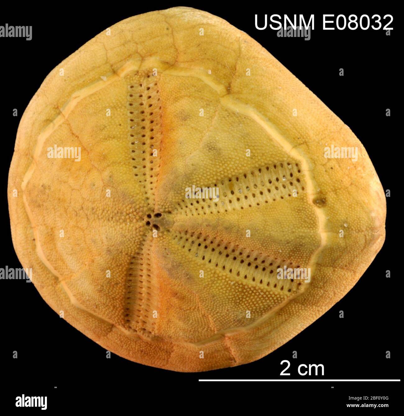 Cuneus hi-res stock photography and images - Alamy