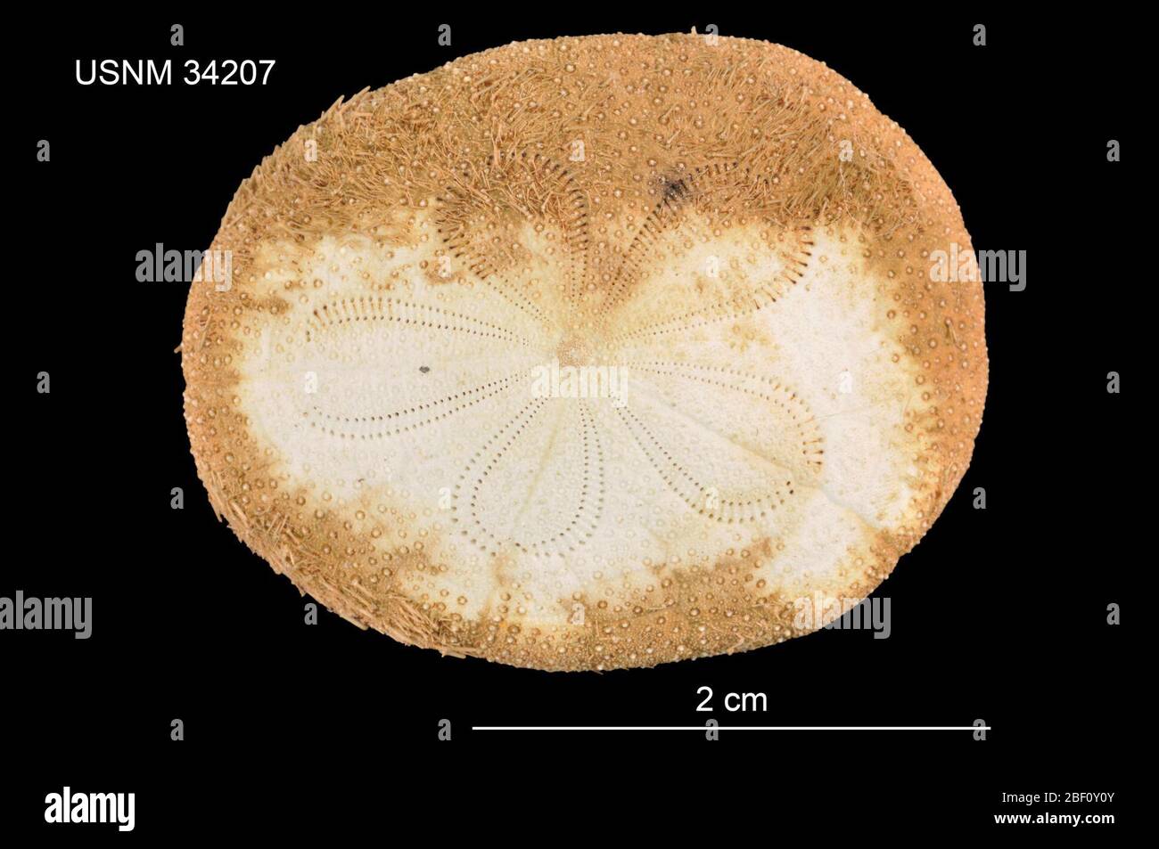 Clypeaster hi-res stock photography and images - Alamy