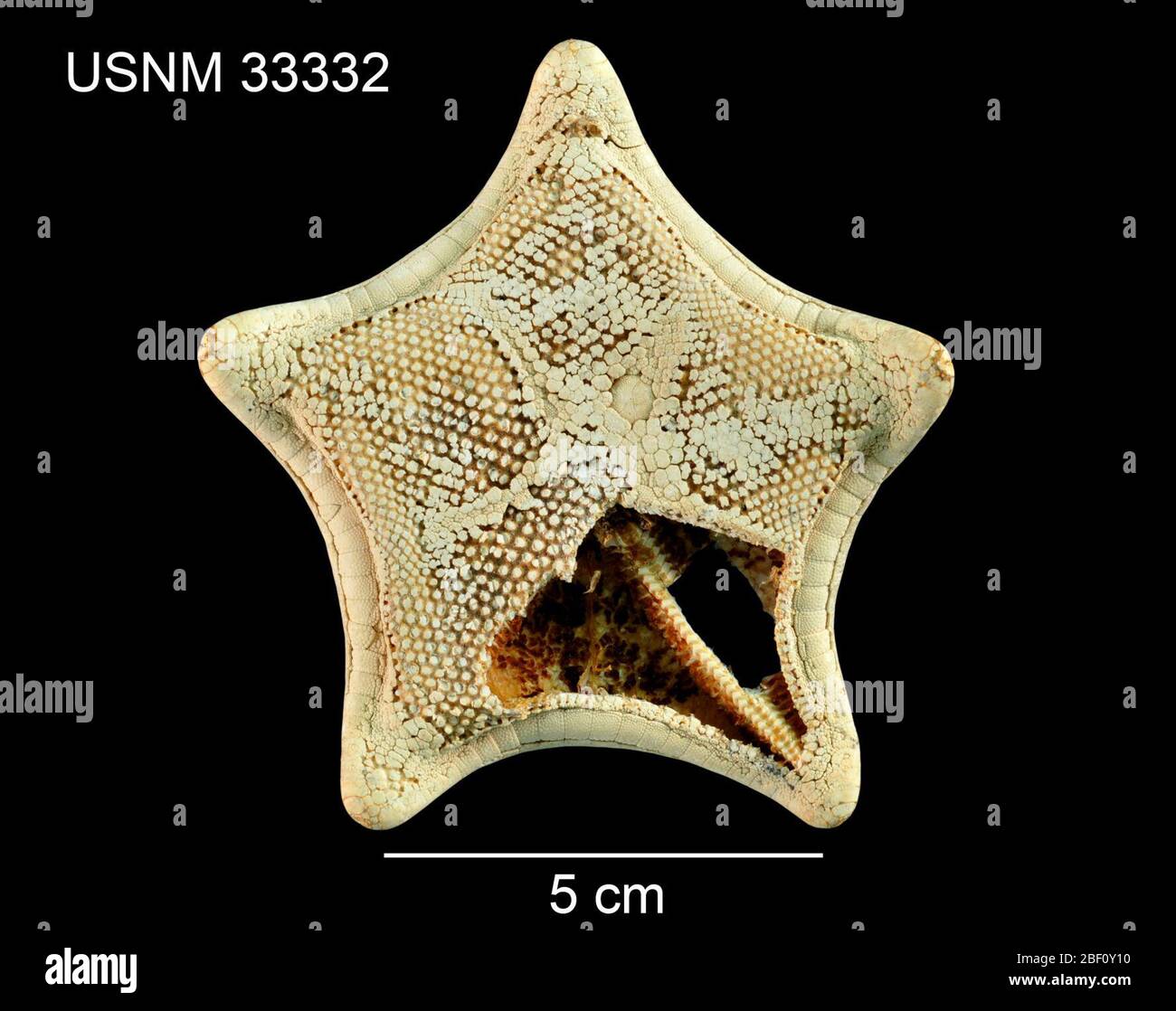 Tosia hi-res stock photography and images - Alamy