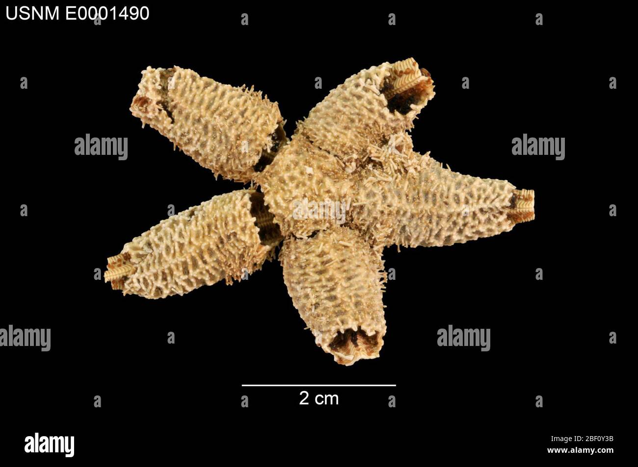 Hylodes hi-res stock photography and images - Alamy