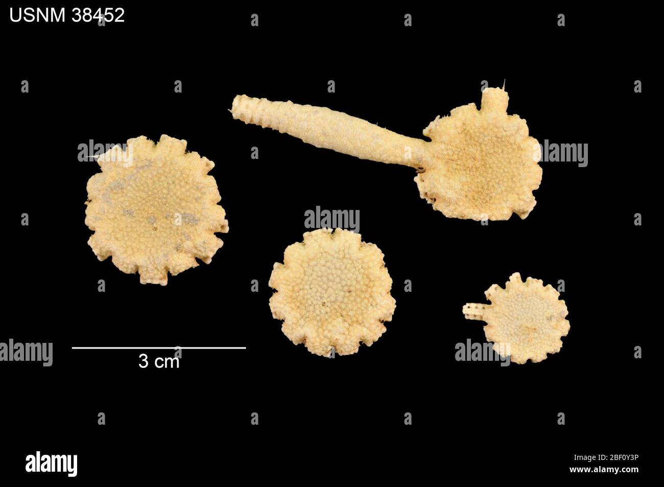 Brisinga hi-res stock photography and images - Alamy