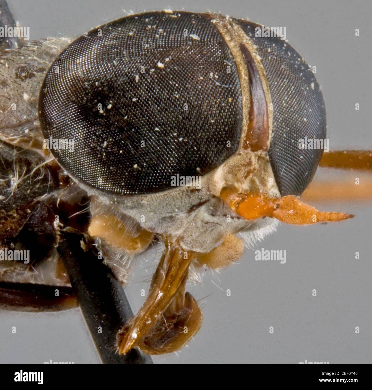 Tabanus acuminaris. Description (holotype #F). - Length, 13 mrn. Eyes ...