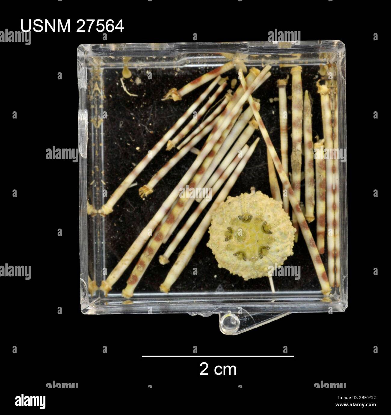 Salenia hi-res stock photography and images - Alamy