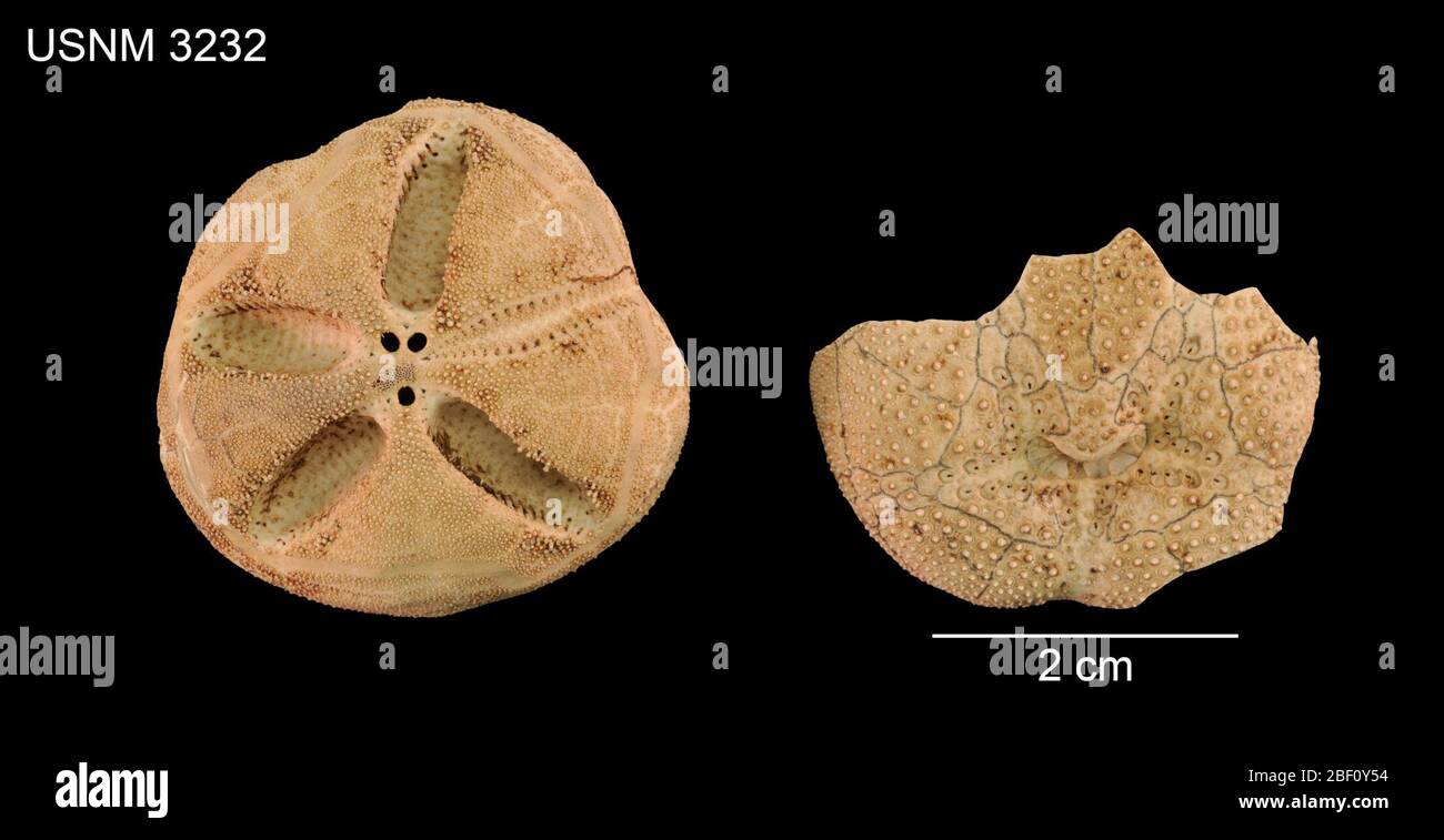 Hemiaster hi-res stock photography and images - Alamy