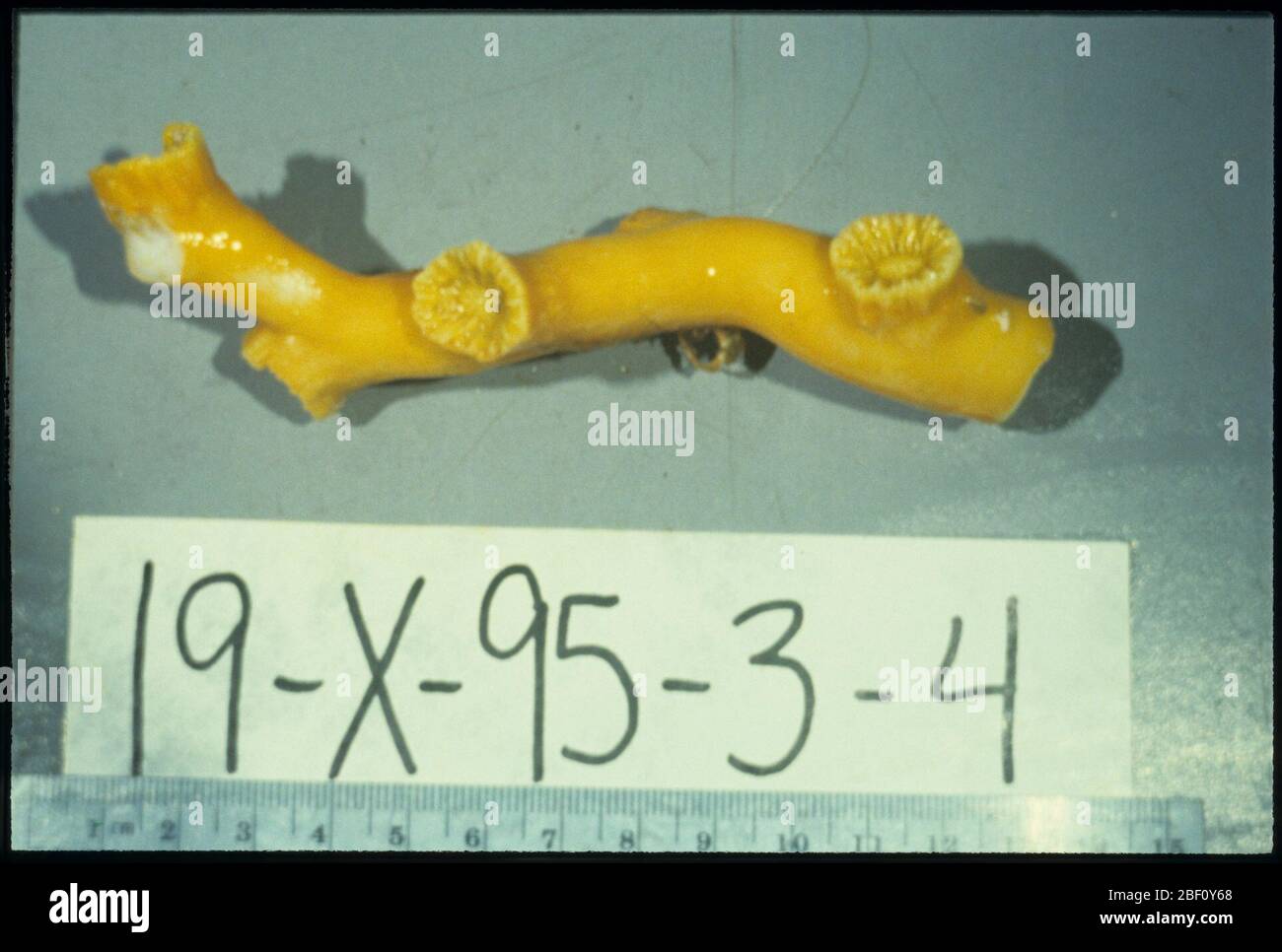 Dendrophyllia hi-res stock photography and images - Alamy