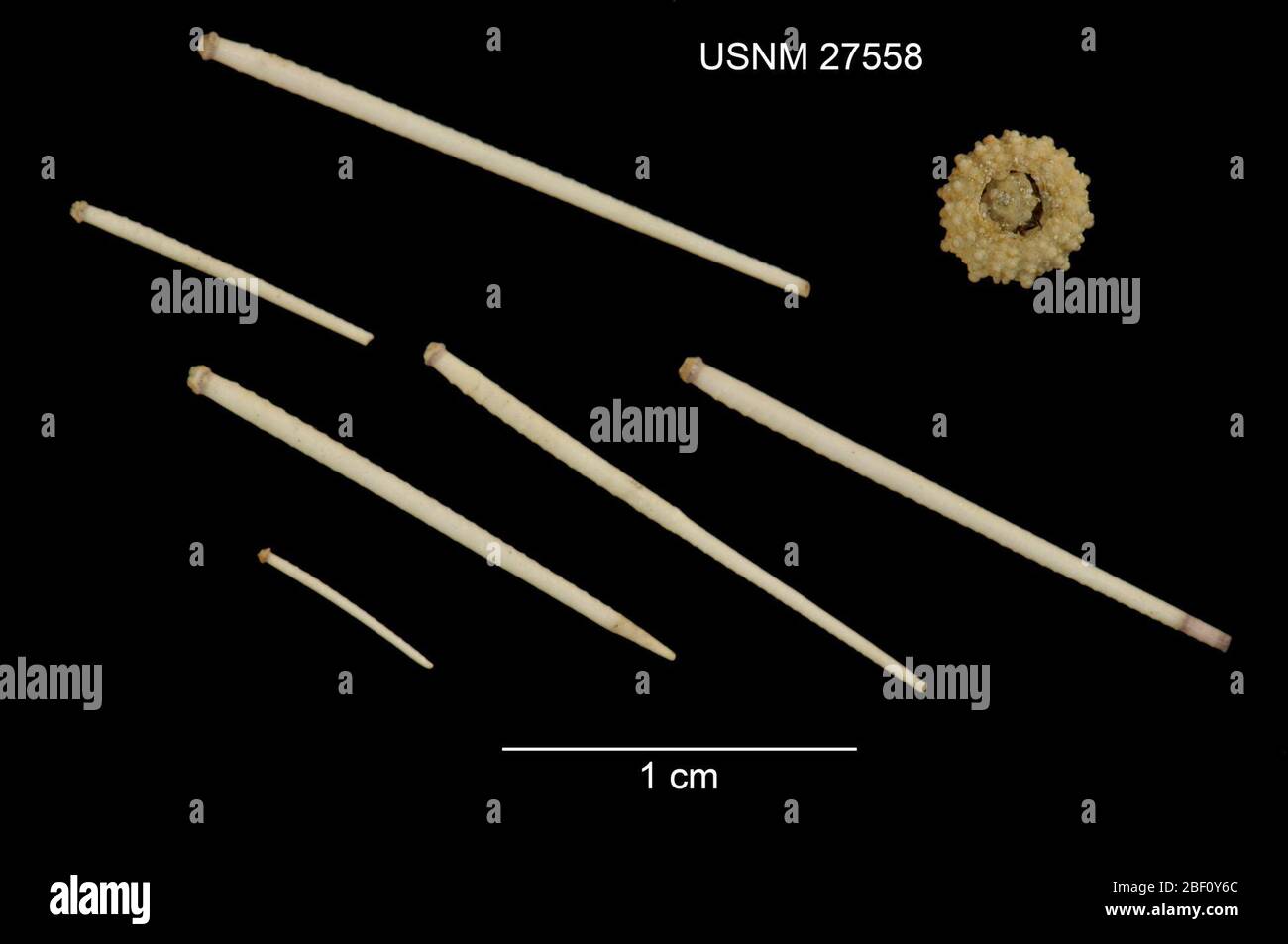 Salenia High Resolution Stock Photography and Images - Alamy