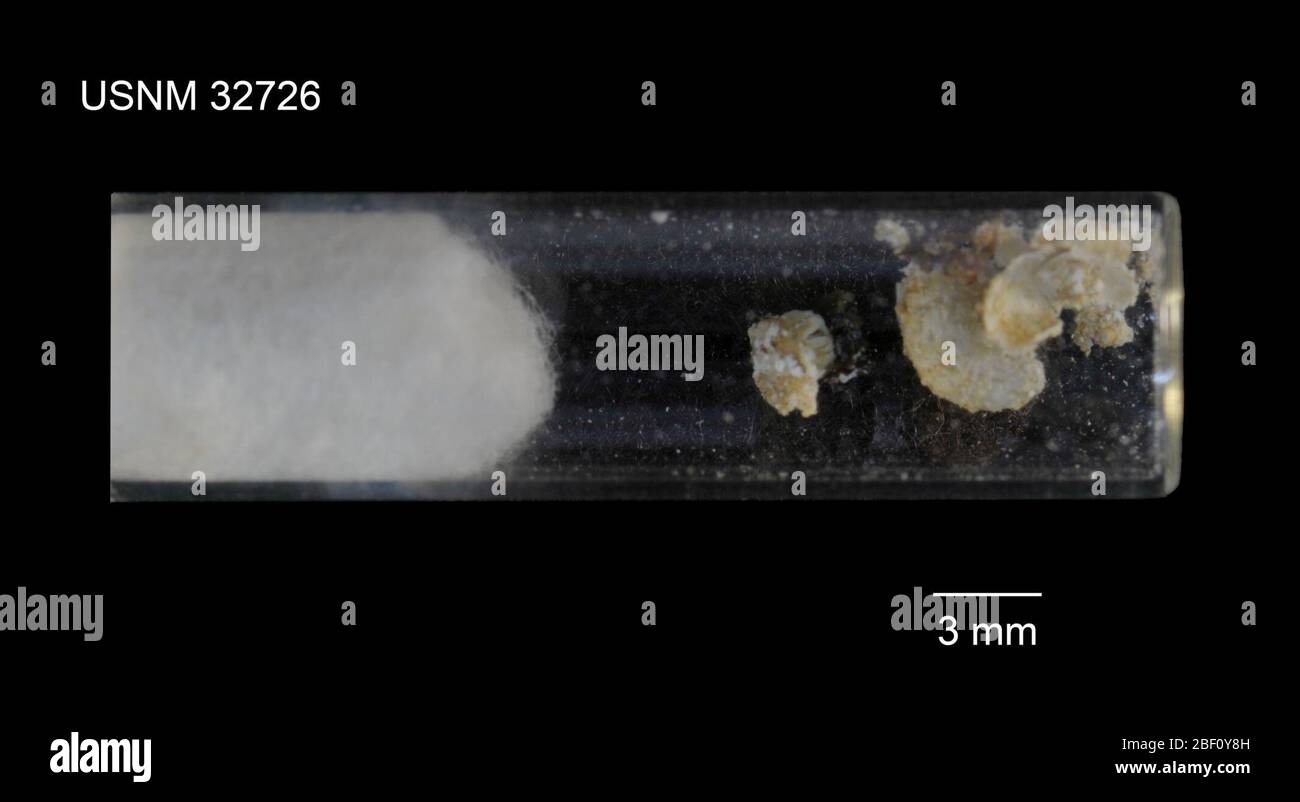 Apoda hi-res stock photography and images - Alamy