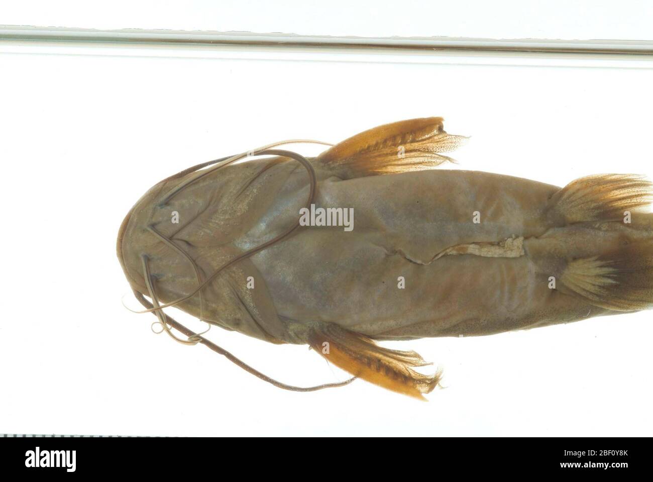 Mystus gulio hi-res stock photography and images - Alamy