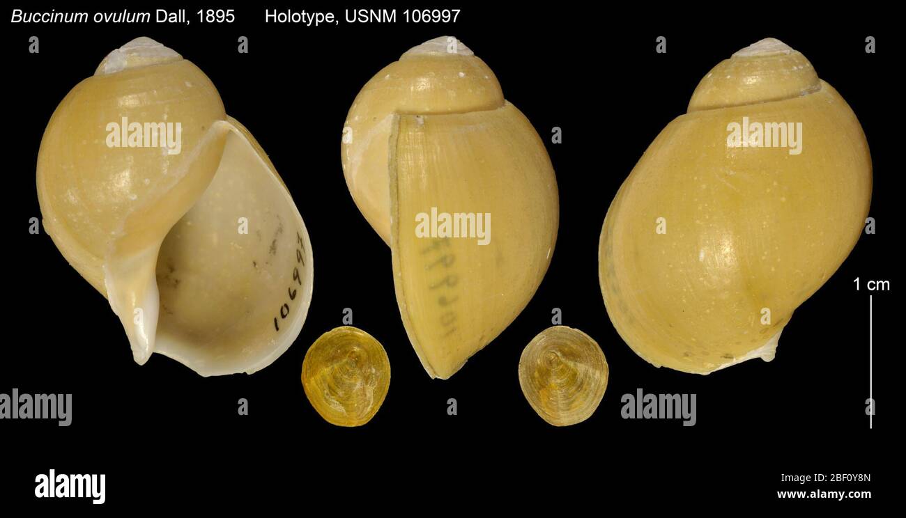 Buccinum species hi-res stock photography and images - Alamy