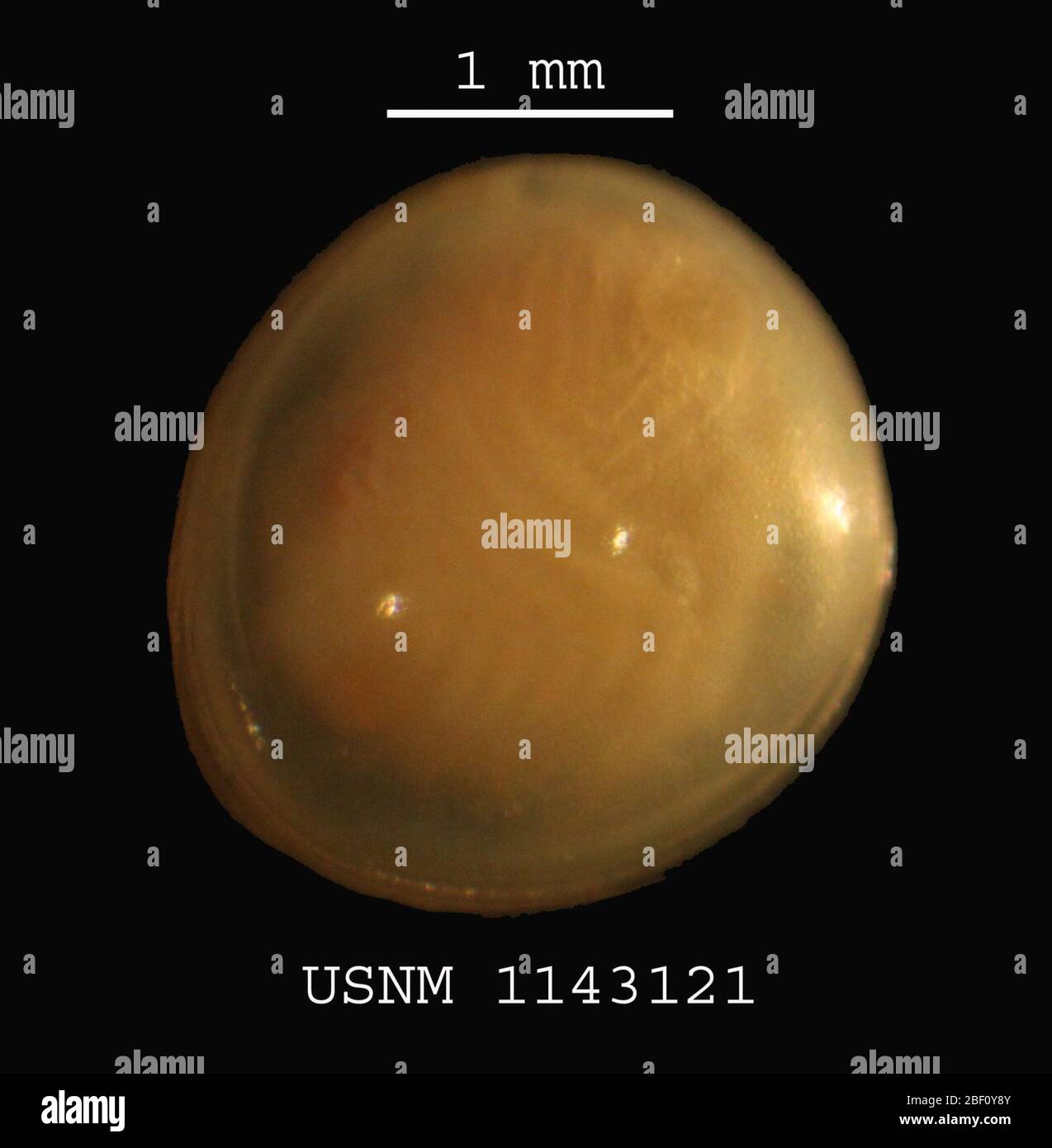 Lynceus hi-res stock photography and images - Alamy