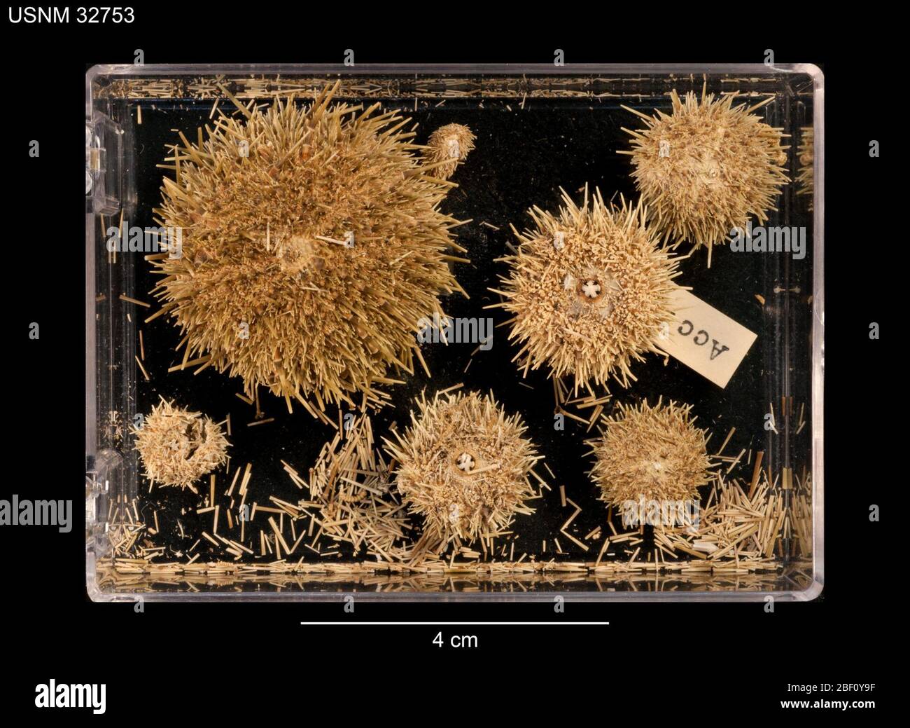 Echinoides hi-res stock photography and images - Alamy