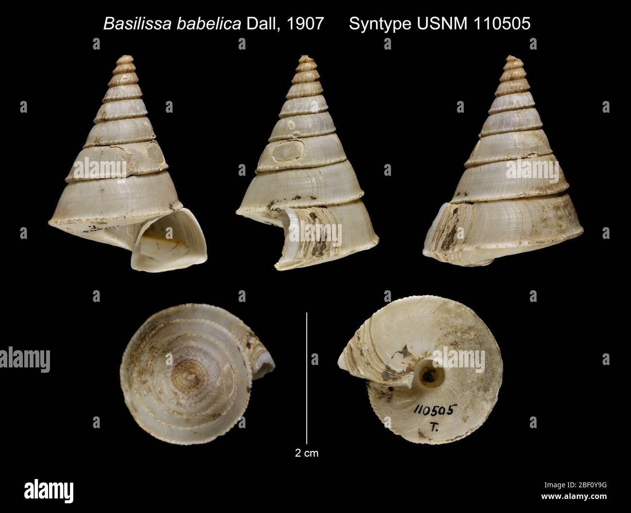 Basilissa babelica. 20 Jan 201649732 Stock Photo - Alamy