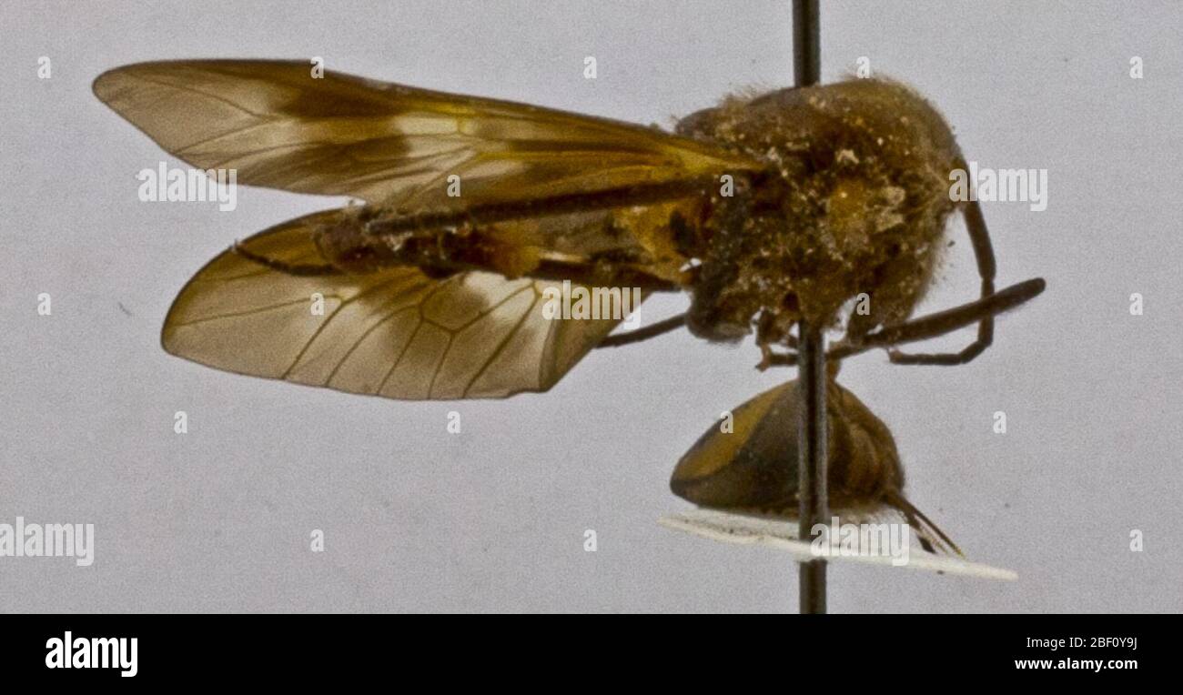 Tergite hi-res stock photography and images - Alamy