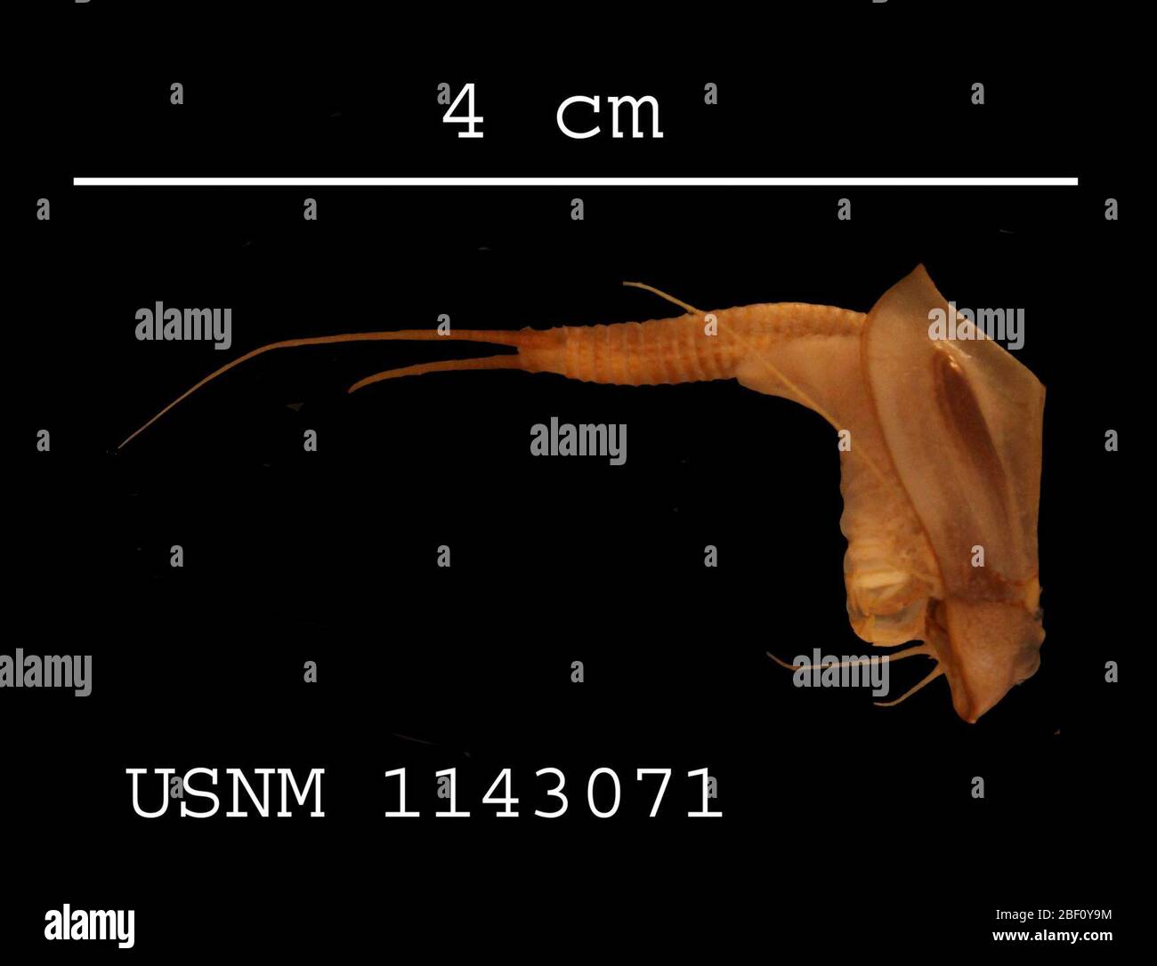 Triops hi-res stock photography and images - Alamy